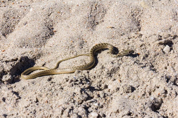 Snake Beach Keeping Its Body Sand Wildlife Scene Nature Reptile Stock ...