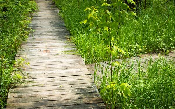 Path fork Pictures, Path fork Stock Photos & Images | Depositphotos®