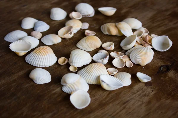 Small shells Stock Photos, Royalty Free Small shells Images | Depositphotos