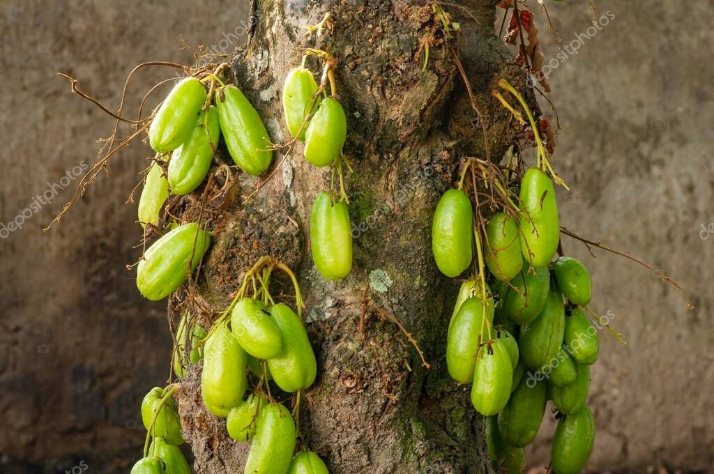 Averrhoa bilimbi colgando de su árbol, comúnmente conocido como bilimbi ...
