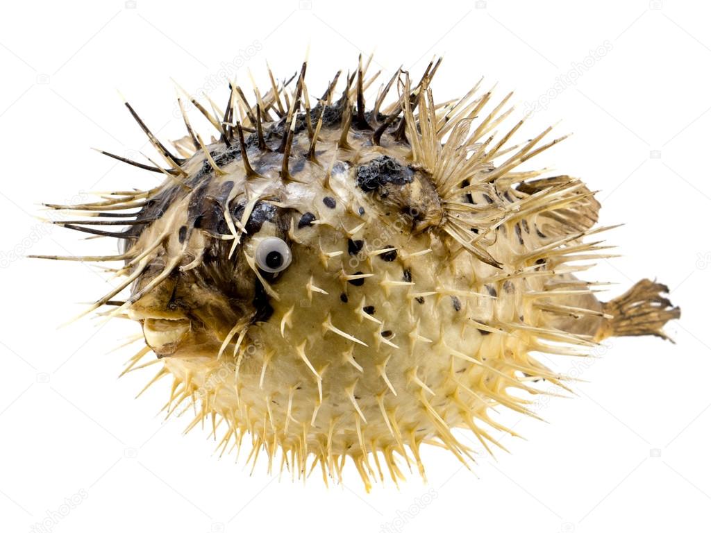 Hedgehog Fish