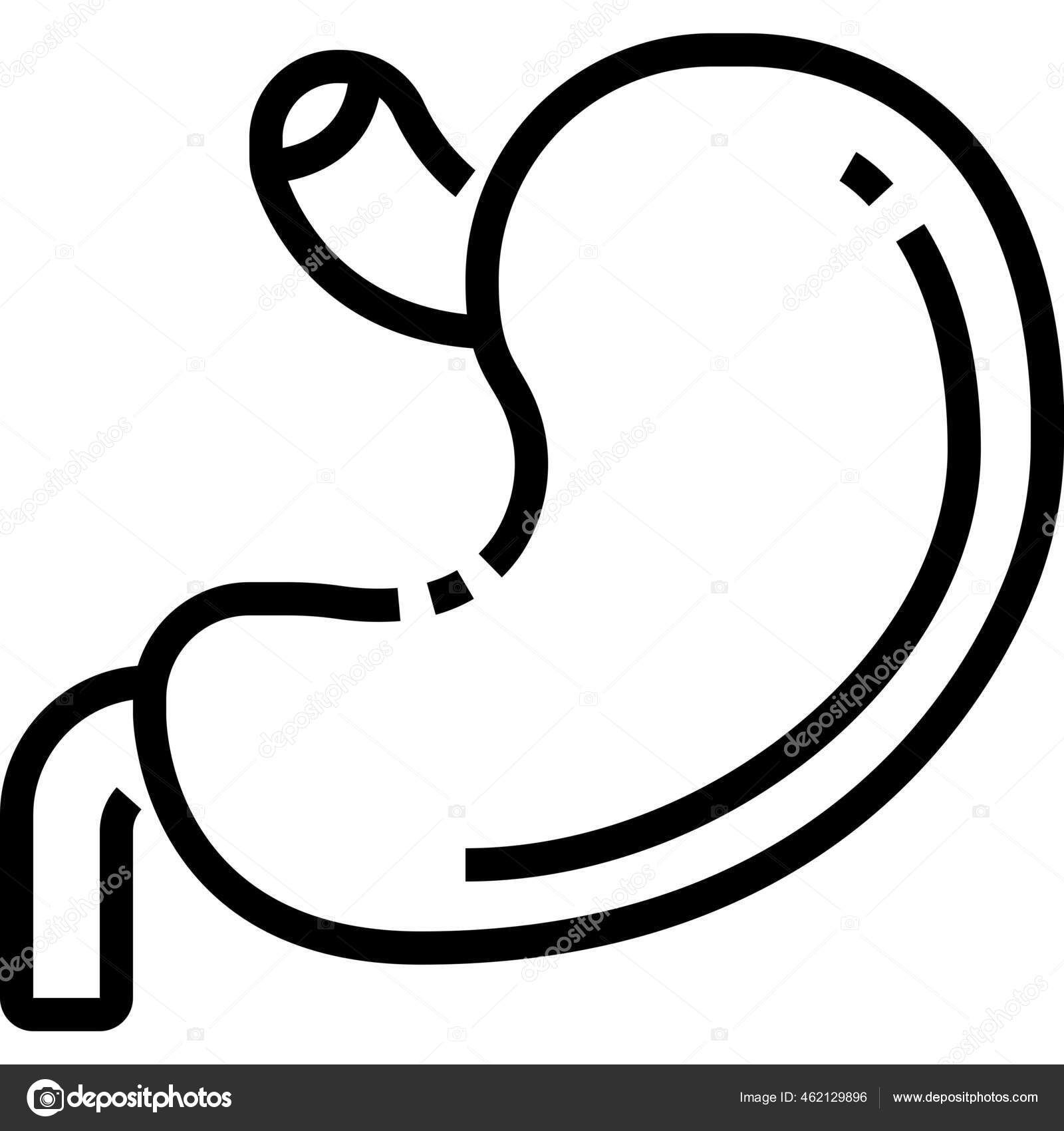 Anatomía Cuerpo Digestión Icono Vector de stock #462129896 de ©iconfinder