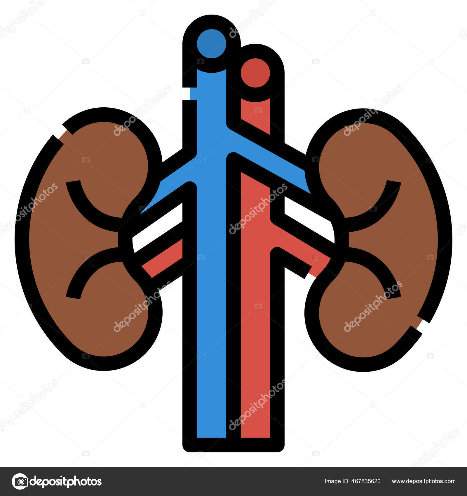 Anatomy Human Kidneys Icon Stock Vector Image by ©iconfinder #467835620