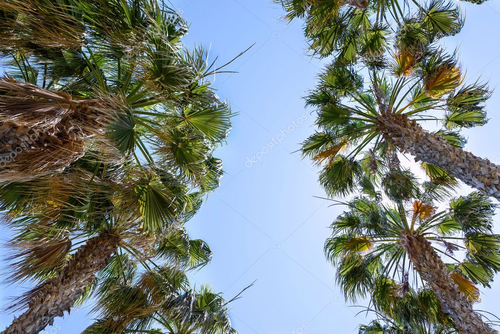 Palmeras con sol y cielo azul, en la playa de protaras, isla Cyprus ...