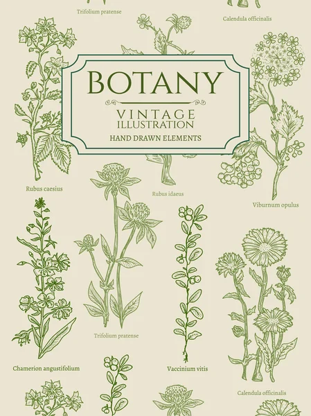 2,068 Botanical drawings Vector Images - Free & Royalty-free Botanical ...