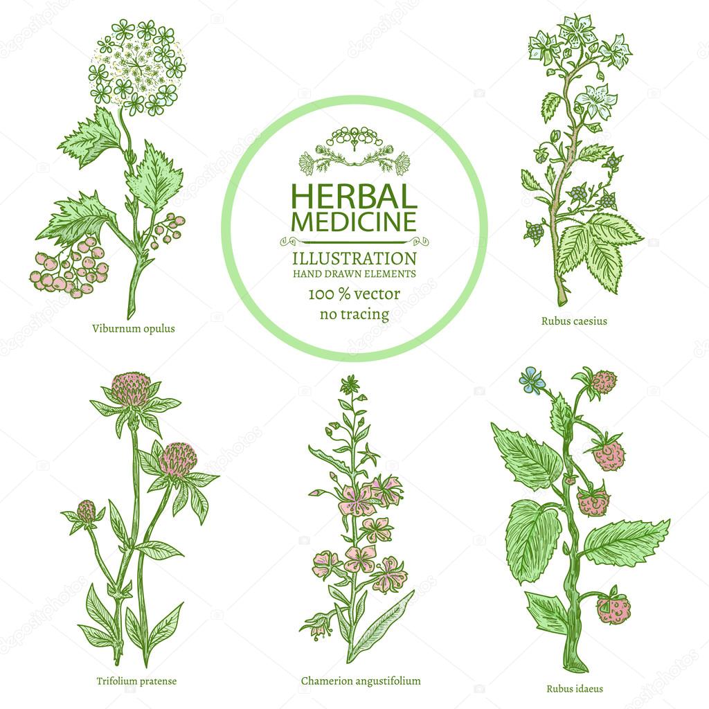 Colección de acuarela de hierbas medicinales de las plantas medicinales ...