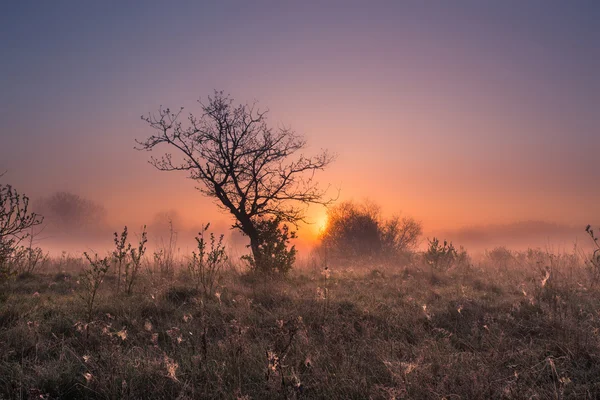 Misty spring sunrise - Stock Image - Everypixel