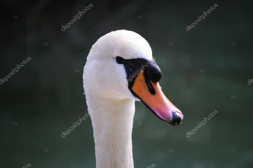 Swan first plane — Stock Photo © Javitouh #91706084