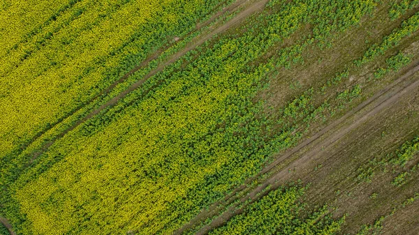 Aerial drone top view fields of rapeseed and wheat with lines from ...