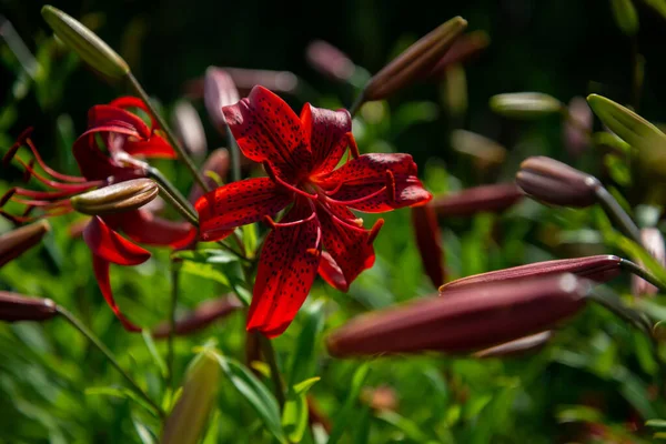 Red spider lily Stock Photos, Royalty Free Red spider lily Images ...