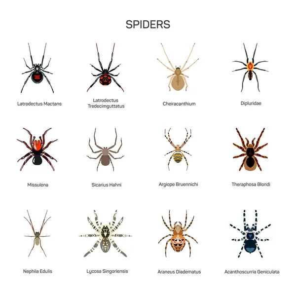 Species Spiders Vector Art Stock Images Depositphotos