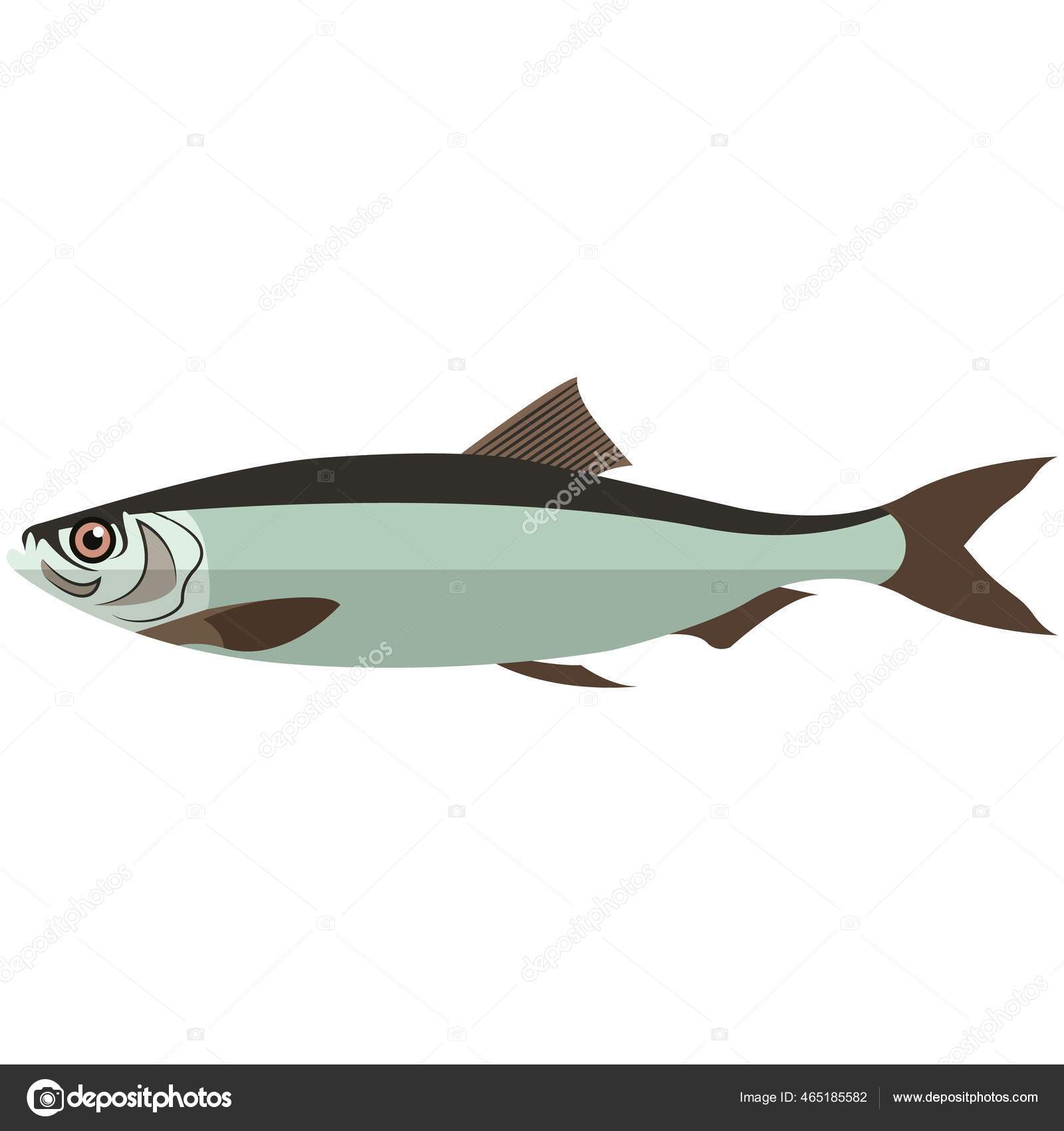Vector fish atlantic herring ocean underwater wildlife Stock Vector by ...