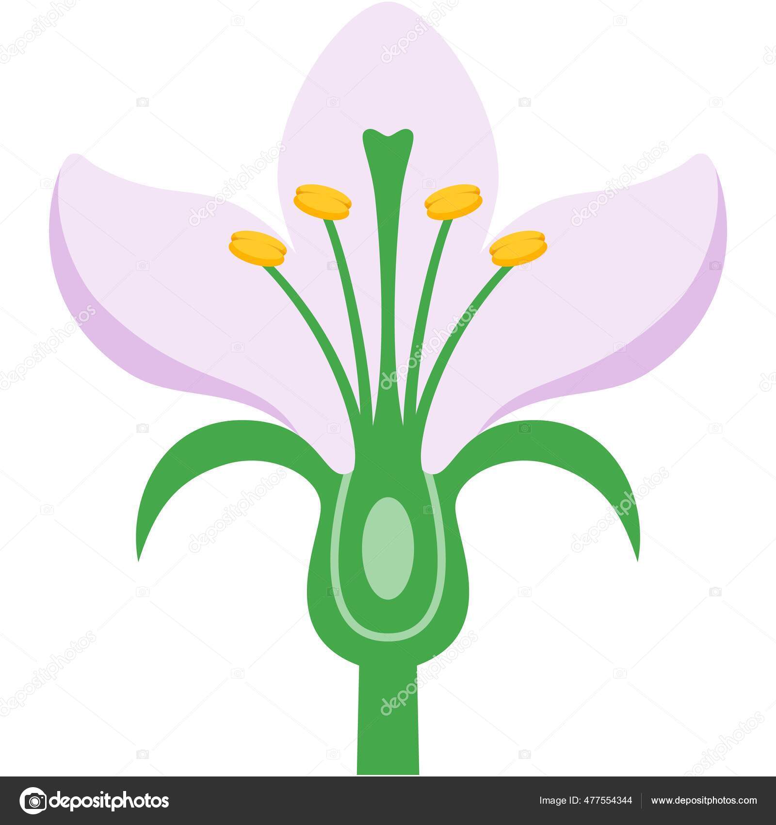 Flower structure plant vector illustration isolated on white Stock ...