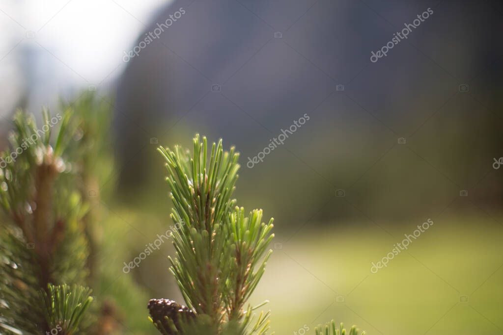 Primer plano de pino de montaña con fondo cremoso. Macro de Pinus mugo ...