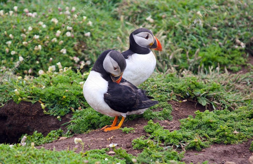 Puffins de pie junto a sus nidos 2022