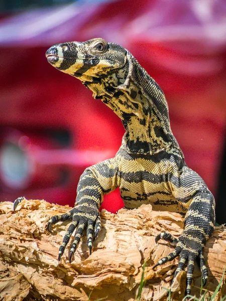 Goanna australia Stock Photos, Royalty Free Goanna australia Images ...