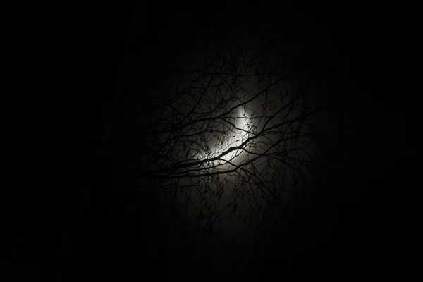 Dark forest moon Stock Photos, Royalty Free Dark forest moon Images ...