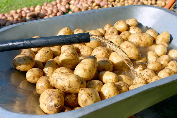 Washing potatoes Stock Photos, Royalty Free Washing potatoes Images ...
