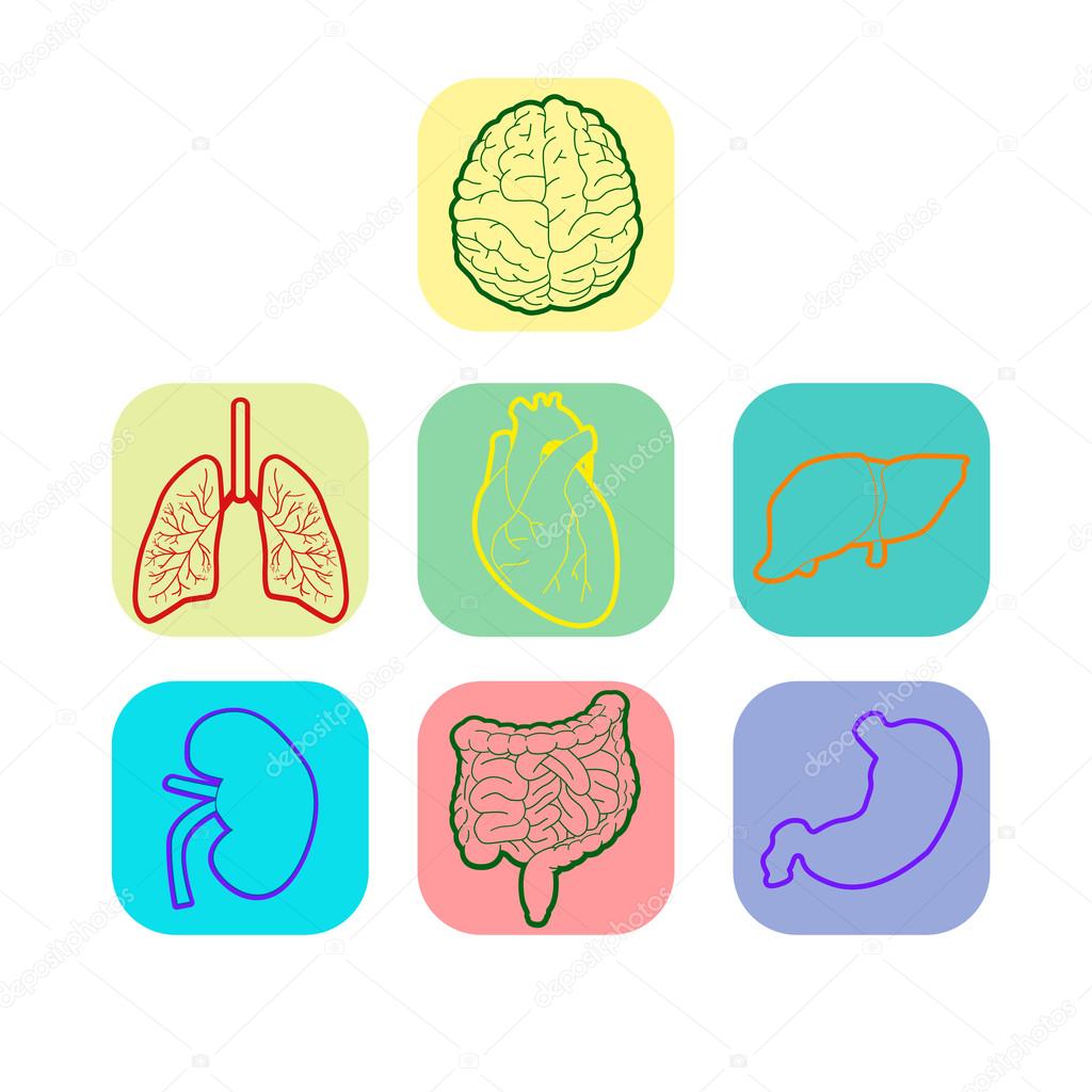 Vector internal organs set Stock Vector Image by ©Pyncho #105780142