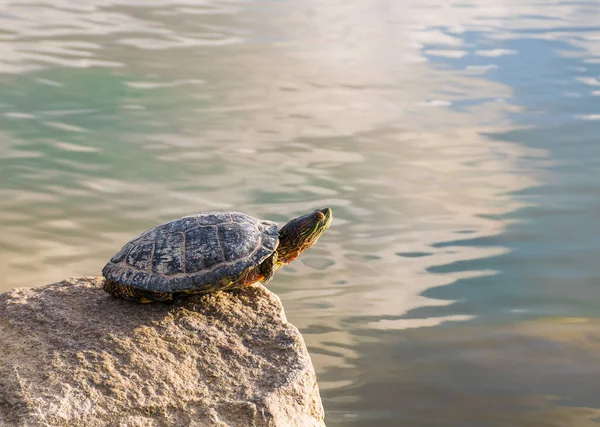 Turtle on rock Stock Photos, Royalty Free Turtle on rock Images ...