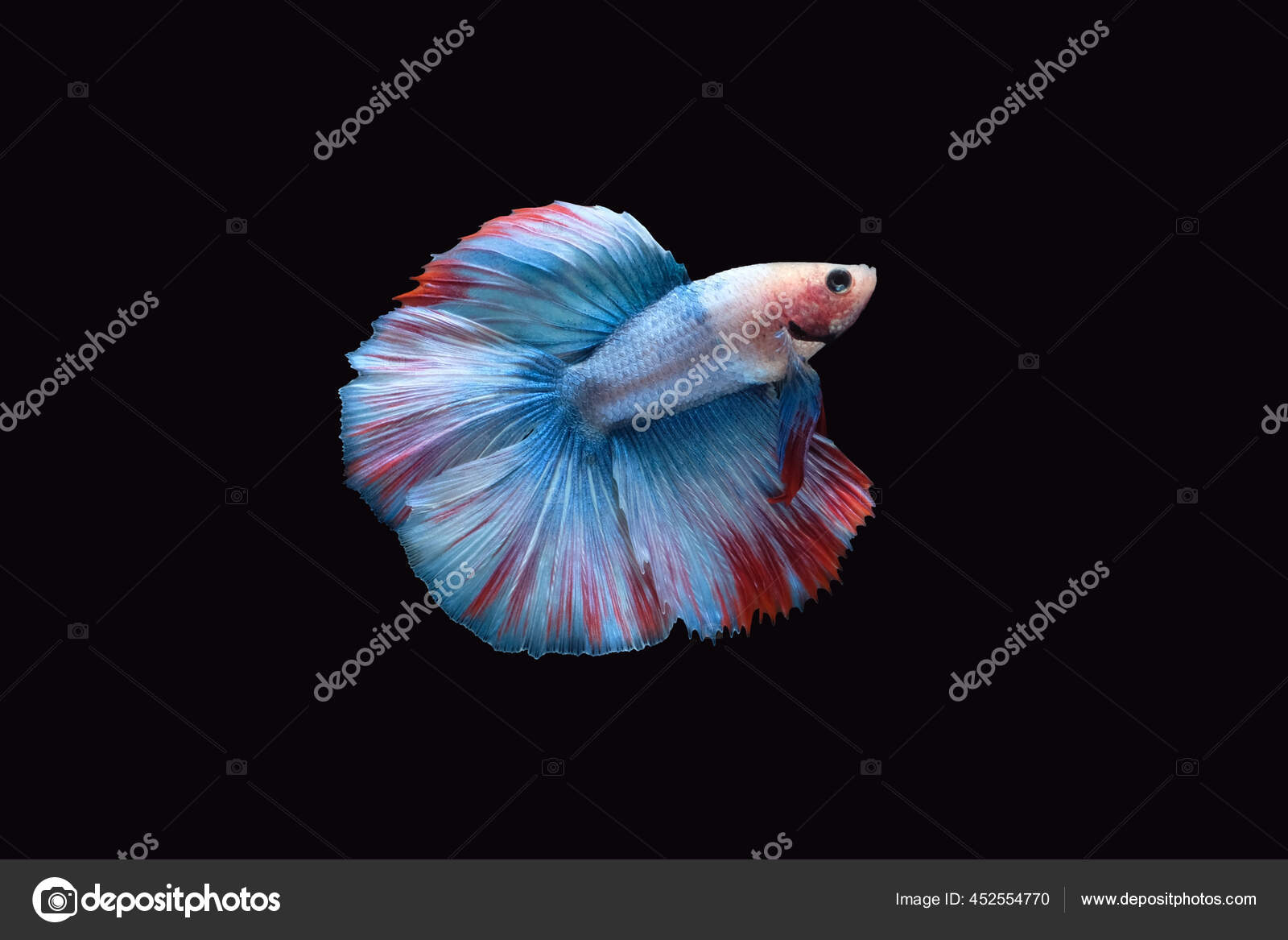 Double Tail Betta Fish