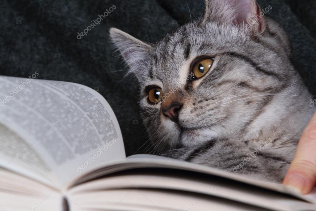 Cats Reading Books