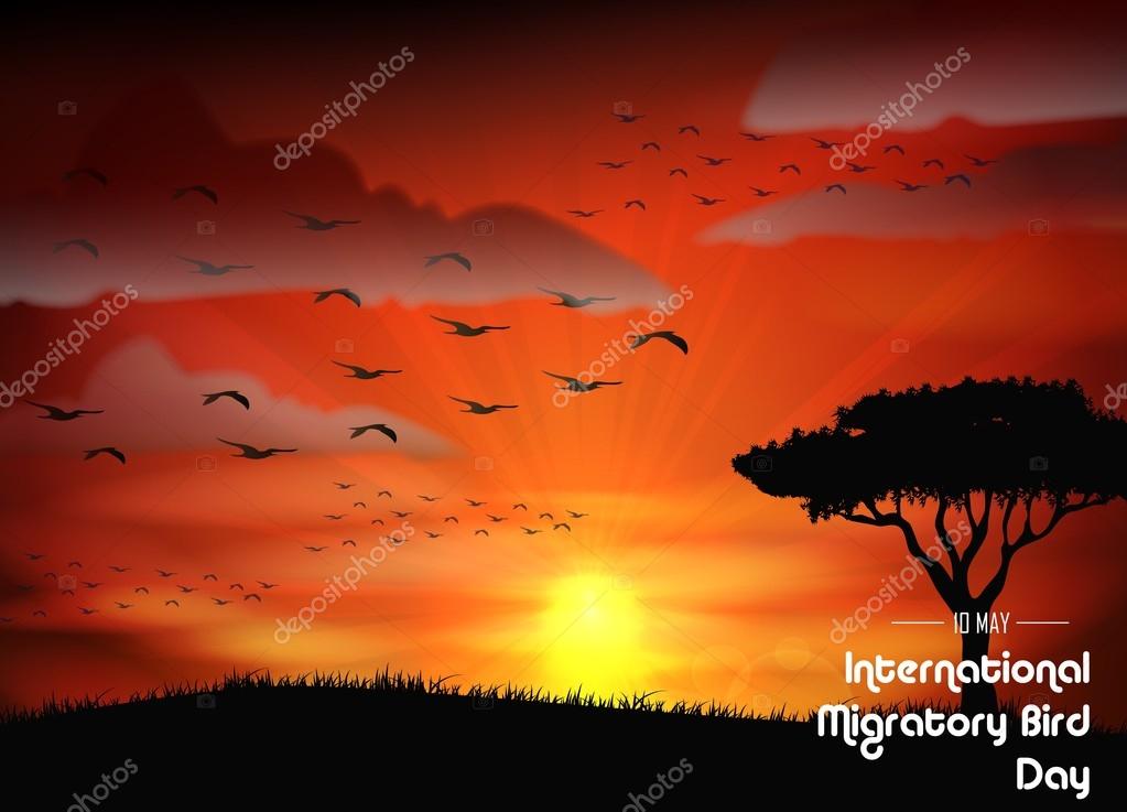 Birds migratory day on sunset background Stock Vector Image by ©artnovi ... Birds migratory day on sunset background Stock Vector Image by ©artnovi ...