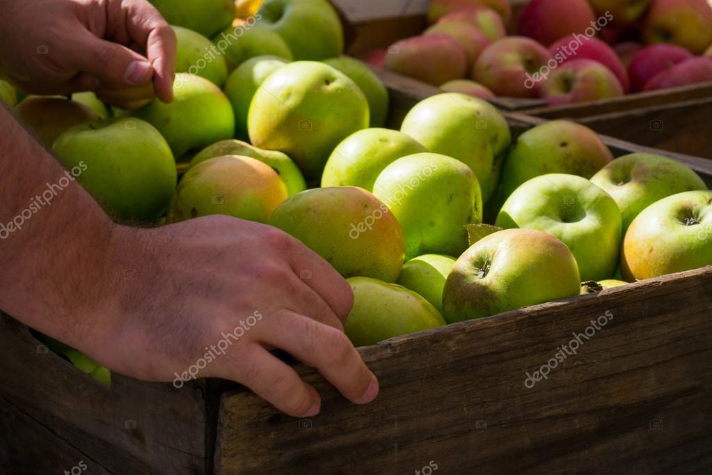 Hands choosing apples Stock Photo by ©EKS_Design 72059871