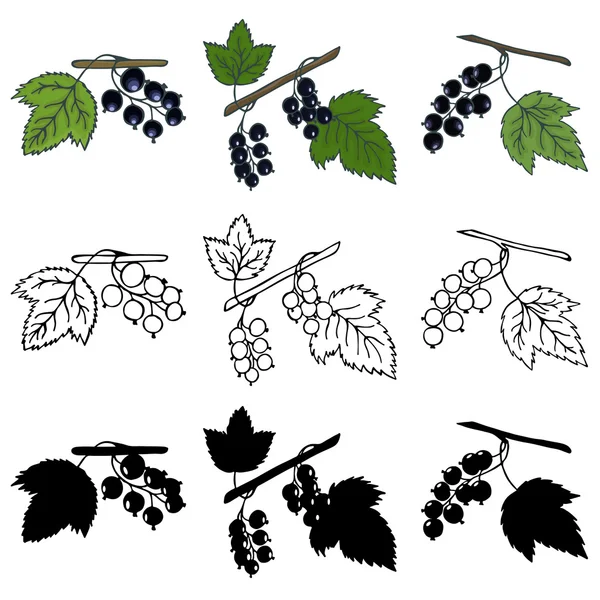 Blackcurrants Vector Art Stock Images | Depositphotos