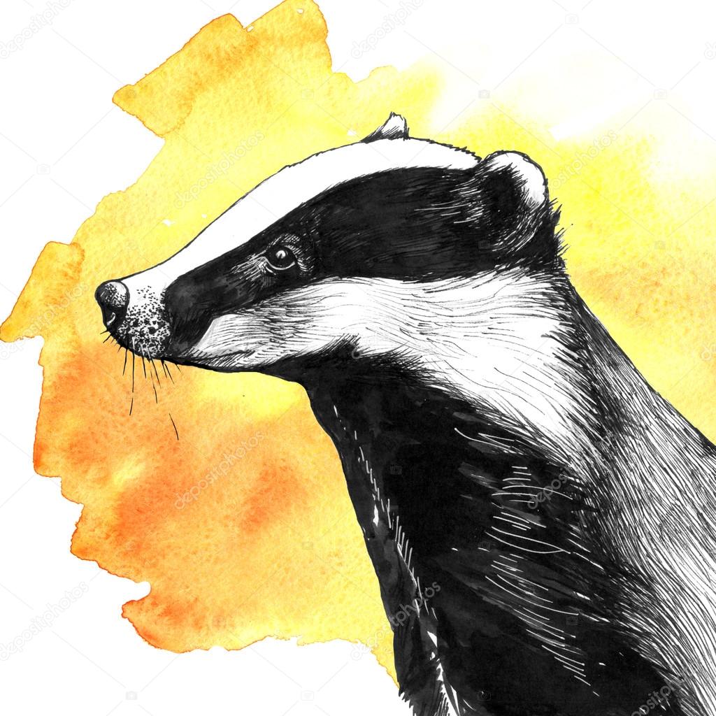 Cute Badger Drawing