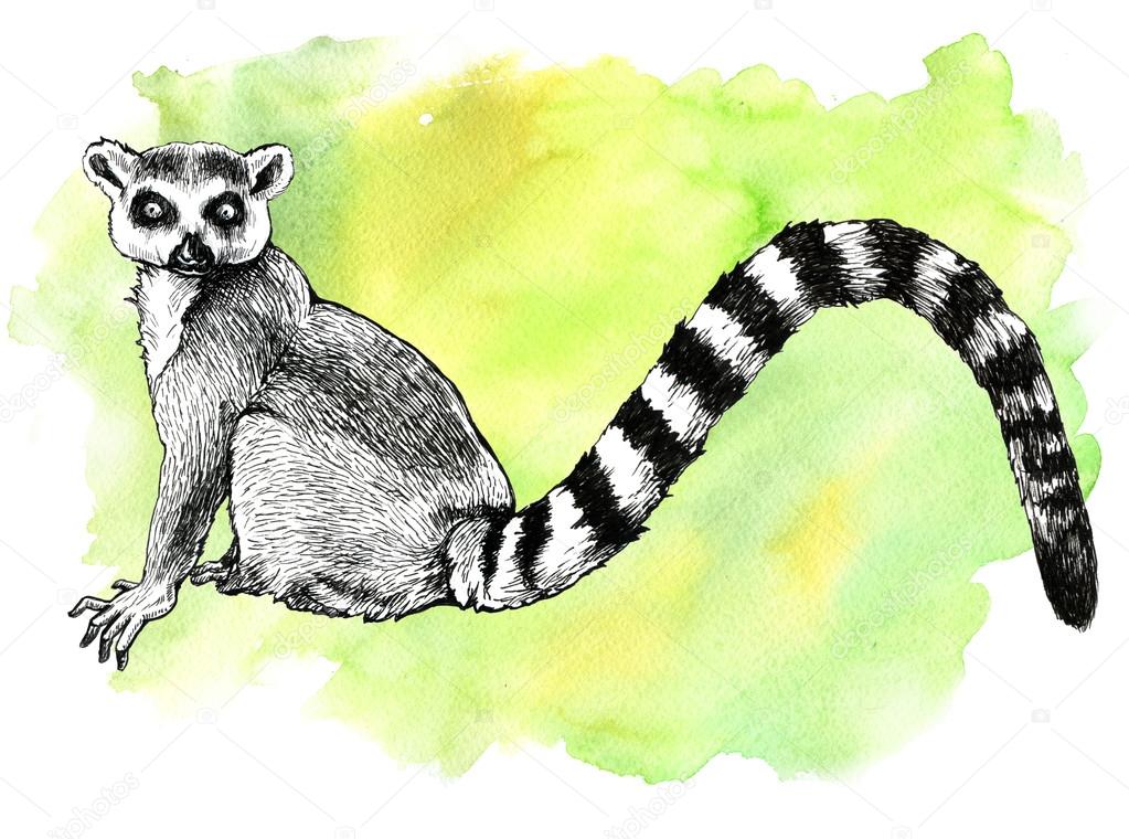 Hand drawn ink sketch of lemur Stock Illustration by ©ffffffly #90100608