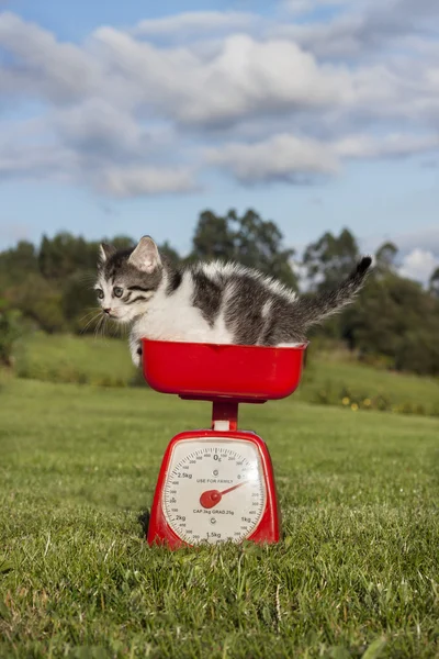 Cat on scale Stock Photos, Royalty Free Cat on scale Images | Depositphotos