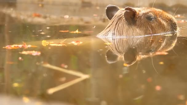 505 Capybara Videos, Royalty-free Stock Capybara Footage | Depositphotos