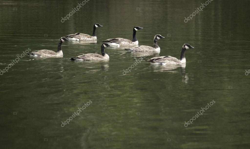 Six Canadian Geese in formation Stock Photo by ©jdpphoto 116014582