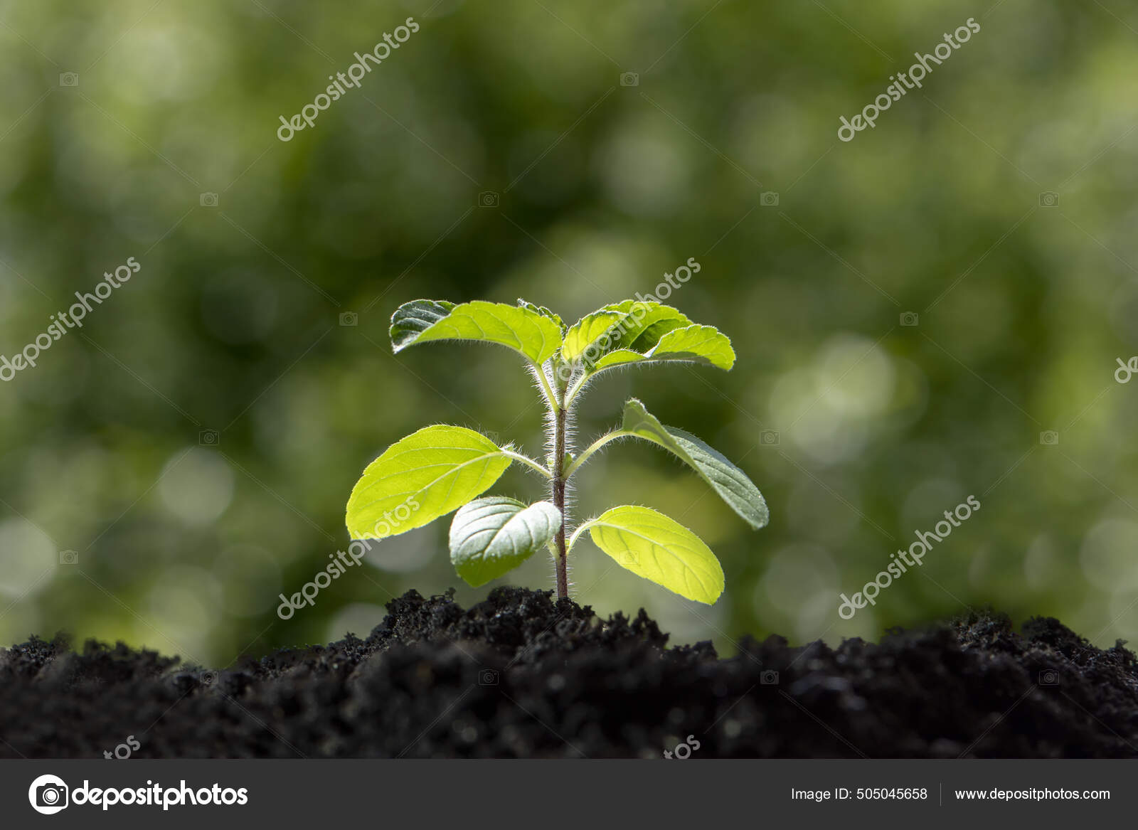 Small Tulasi Tree Grows Black Earth Soil Background Blurred Garden ...
