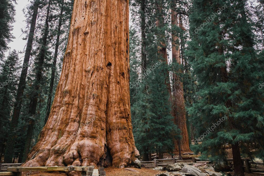Árboles gigantes de secuoya se elevan por encima del suelo en el Parque ...