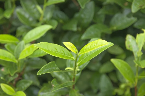 Philippine tea tree Stock Photos, Royalty Free Philippine tea tree ...