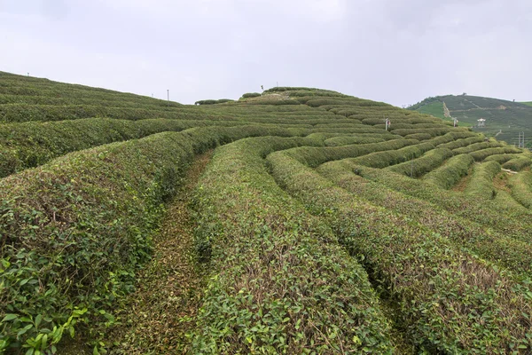 Chinese tea mountains and the Chinese Pavilion - Stock Image - Everypixel
