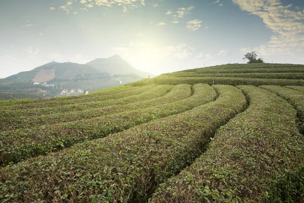 Sunset tea Mountains china - Stock Image - Everypixel