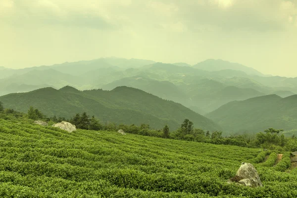 Tea mountain scenery china - Stock Image - Everypixel
