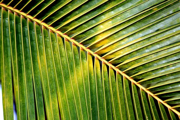 Coconut leaf — Stock Photo © Meawpong2008 #4181261