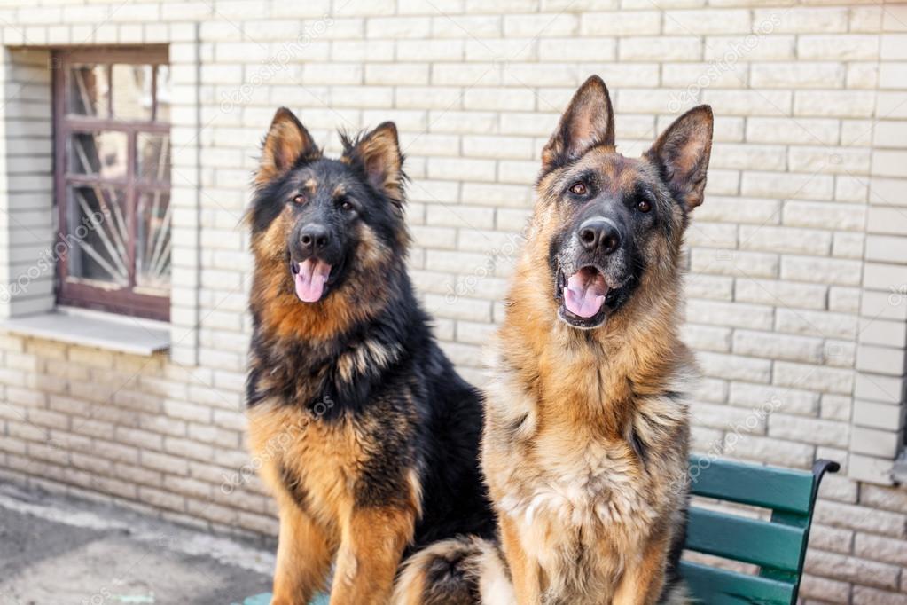 Two German Shepherd dog, Stock Photo by ©miroha141 77194235