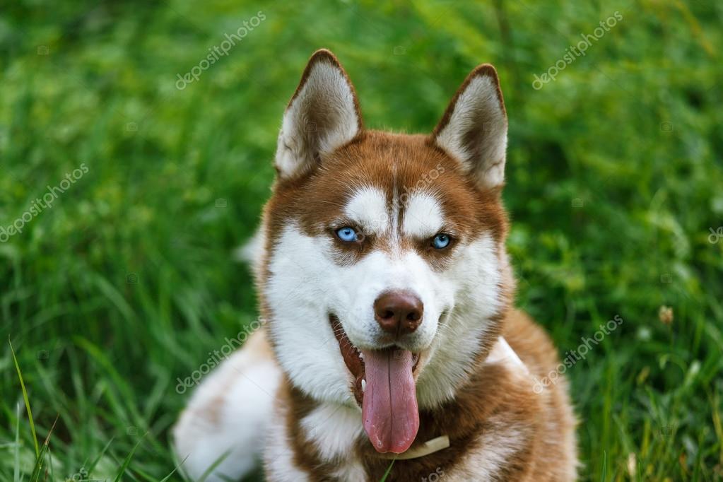 Son Husky Siberiano Con Ojos Marrones