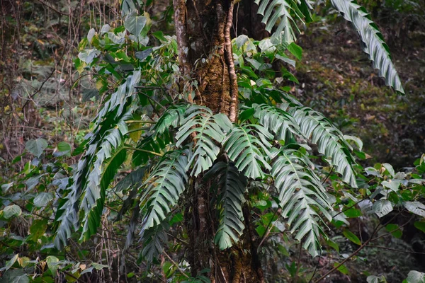 Monstera, commonly known as Swiss Cheese Plant. A parasitic plant ...