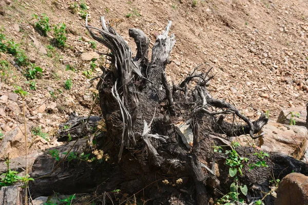 Dead grape vine Stock Photos, Royalty Free Dead grape vine Images ...