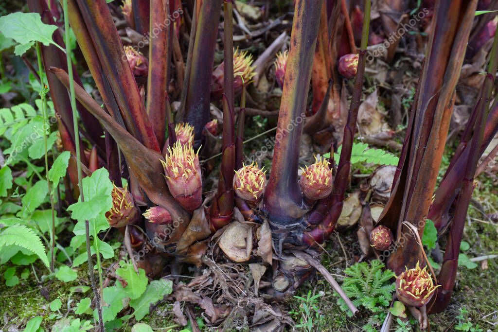 El cardamomo negro es un tallo rojo, alto, agrupado, siempreverde con ...