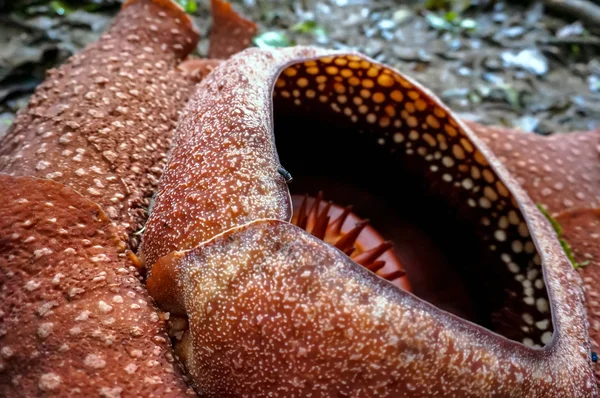 Raflezja Stock Photos, Royalty Free Raflezja Images | Depositphotos®