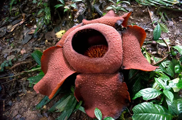 231 Rafflesia Pictures, Rafflesia Stock Photos & Images | Depositphotos®