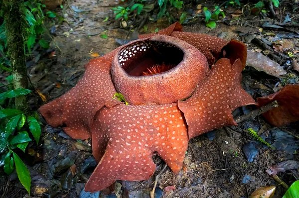 231 Rafflesia Pictures, Rafflesia Stock Photos & Images | Depositphotos®