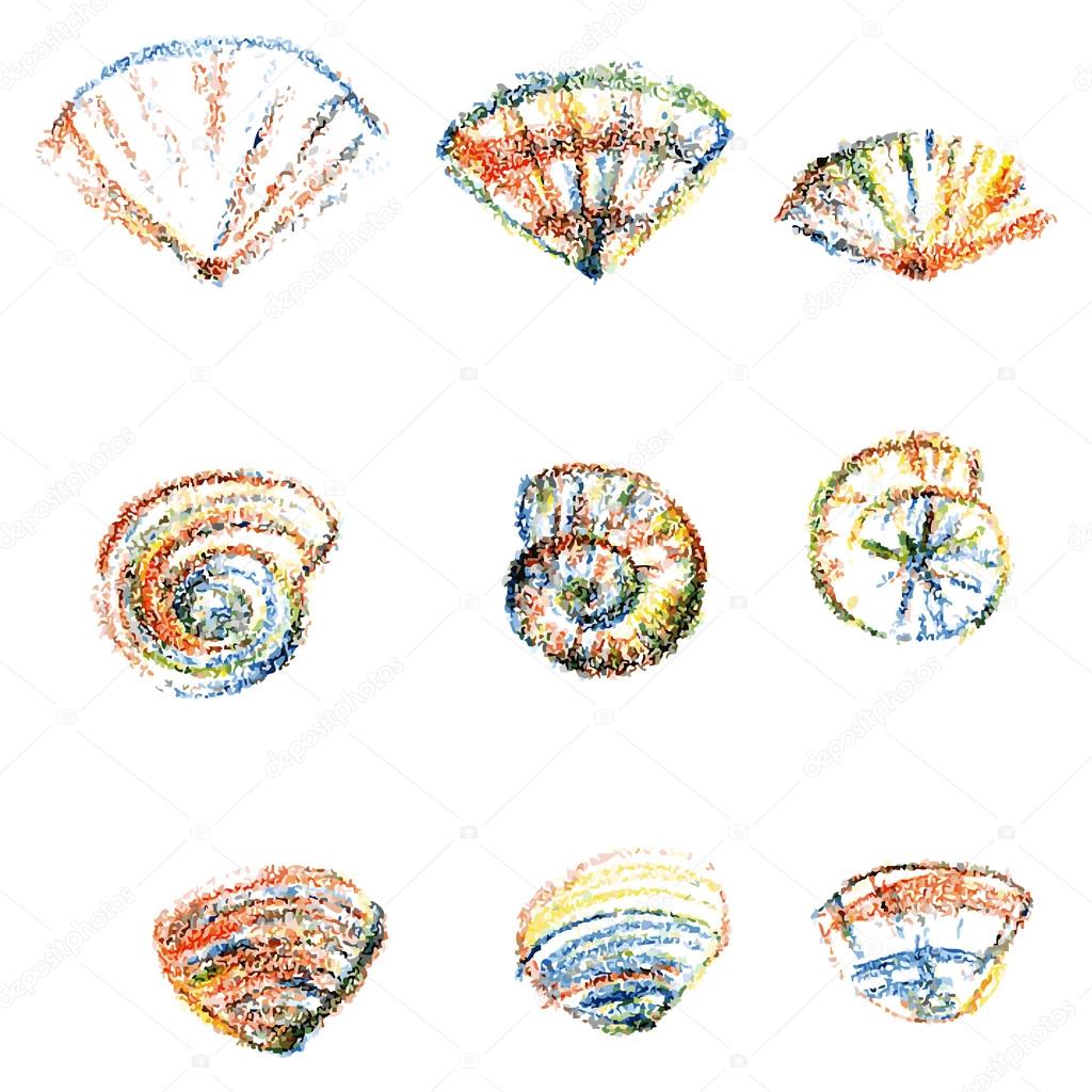 Set of color seashells isolated on white background, Vector ...
